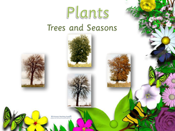 Year 1 Science - Plants topic pack | Teaching Resources
