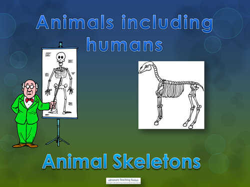 Year 3 science - Animals including humans worksheets, powerpoints ...
