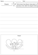 Year 3 science - Plants - powerpoints, worksheets, planning & display ...