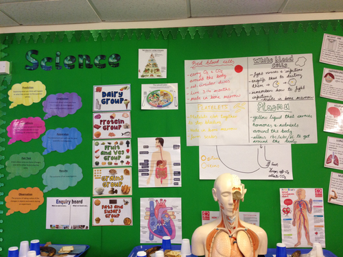 Year 6- Animals including humans COMPLETE unit of work | Teaching Resources