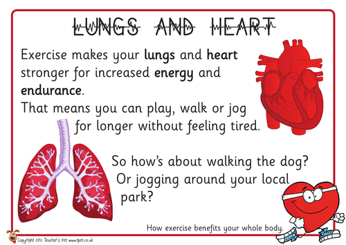 Year 6- Animals including humans COMPLETE unit of work | Teaching Resources