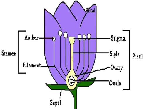 Parts of a Flower Lesson | Teaching Resources