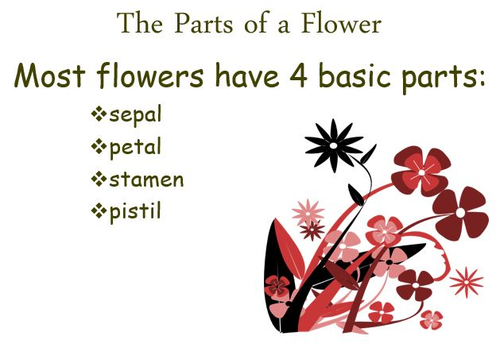 parts-of-a-flower-lesson-teaching-resources