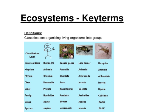 GCSE Biology - Ecosystem Keyterms /Definitions ppt, Fill In Sheet & W ...