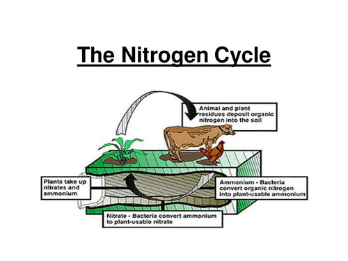 GCSE - Carbon & Nitrogen Cycle | Teaching Resources