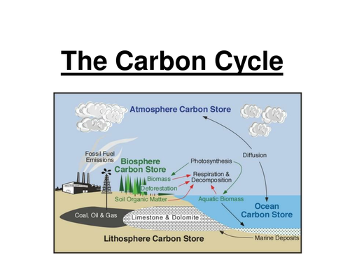 GCSE - Carbon & Nitrogen Cycle | Teaching Resources
