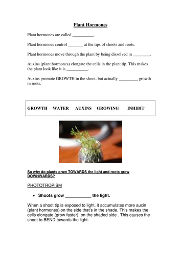 GCSE - Plant hormones and growth (Foundation/SEN) by JAM2015 - Teaching ...