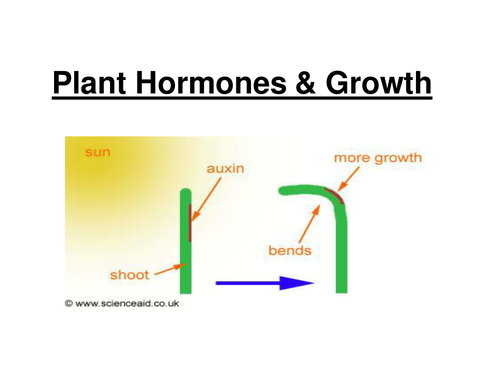 GCSE - Plant hormones and growth (Foundation/SEN) | Teaching Resources