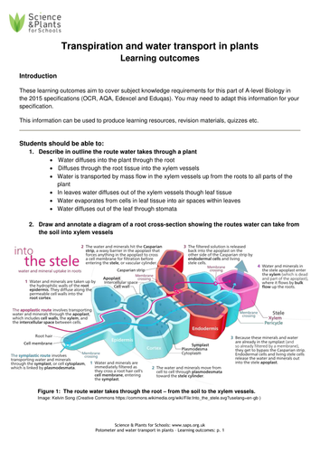 A-level set practicals - using a potometer | Teaching Resources