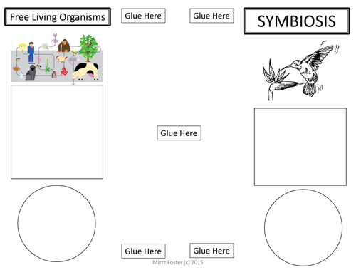 SYMBIOSIS Brochure Foldable, Graphic Organizer, Interactive Notebook ...