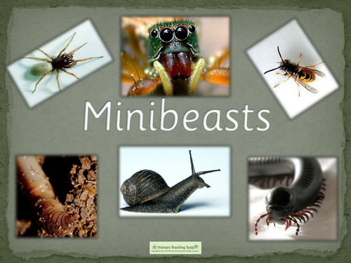 Minibeasts / Insects for EYFS / KS1: PowerPoint lessons, activities and display pack by Jacqui ...