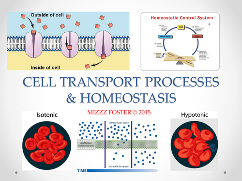 Cell Transport Processes, Osmosis and Homeostasis | Teaching Resources
