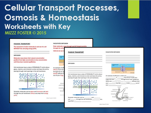 Cell Transport Processes, Osmosis and Homeostasis Worksheets with Key ...