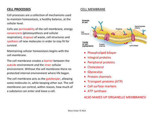 Cell Transport Processes, Osmosis and Homeostasis Worksheets with Key ...