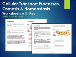 Cell Transport Processes, Osmosis and Homeostasis Worksheets with Key ...