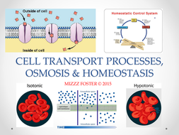 Cell Transport Processes, Osmosis and Homeostasis Bundle: Power Point ...