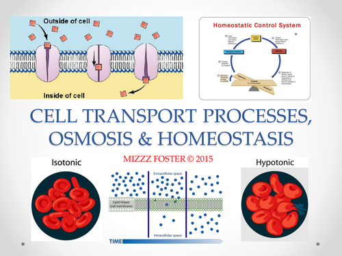 Cell Transport Processes, Osmosis and Homeostasis Bundle: Power Point ...