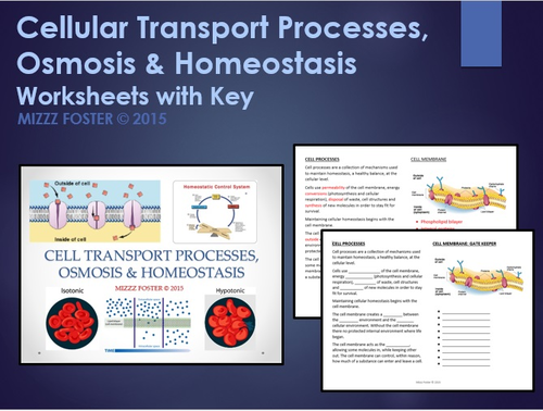 Cell Transport Processes, Osmosis and Homeostasis Bundle: Power Point ...