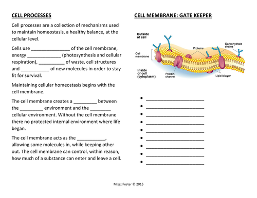 Cell Transport Processes, Osmosis and Homeostasis Bundle: Power Point ...