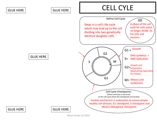 Cell Cycle and Mitosis Bundle: Power Point and Graphic Organizer ...