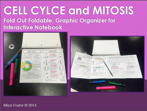 Cell Cycle and Mitosis Graphic Organizer Foldable for Interactive ...