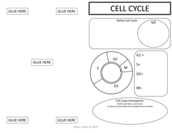 Cell Cycle and Mitosis Graphic Organizer Foldable for Interactive ...