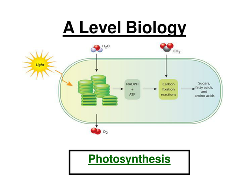 AQA A Level Biology - Photosynthesis ppt & Workbook | Teaching Resources