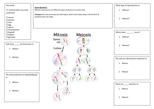 QWC Writing Frame with picture prompt - Mitosis Vs. Meiosis | Teaching ...