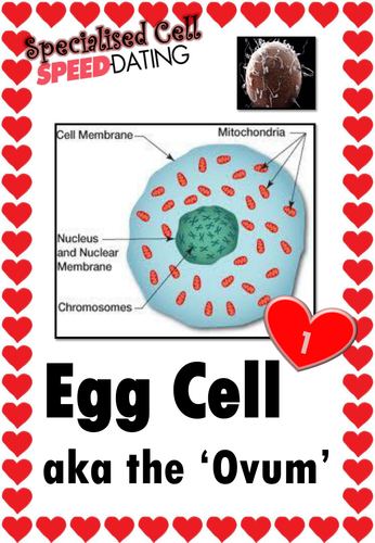 AQA B2.3 - Specialised cells speed dating lesson | Teaching Resources