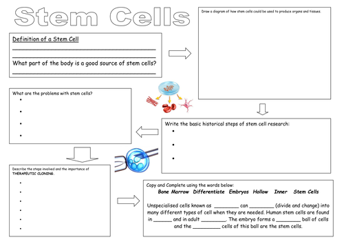 Stem Cells Research Sheet | Teaching Resources