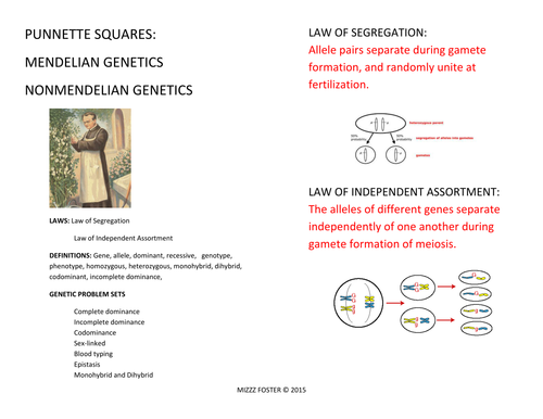 Genetics: Punnett Squares, Mendel, Non-Mendelian Bundle with Power ...