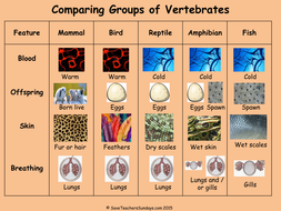 Classification Lesson plan and Worksheets | Teaching Resources