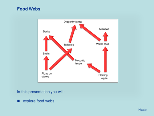 Food Webs (Complete lesson resources) | Teaching Resources