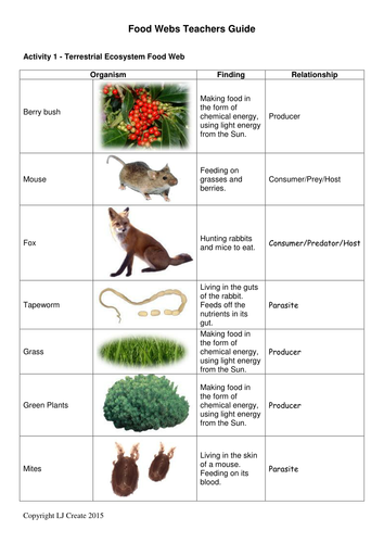 Food Webs (Complete lesson resources) | Teaching Resources
