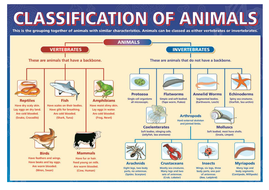 Year 6- Living things and their habitats- COMPLETE unit of work ...