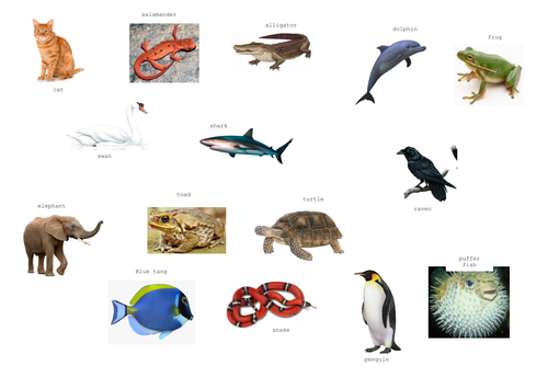 Year 6- Living things and their habitats- COMPLETE unit of work ...