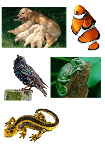 Year 6- Living things and their habitats- COMPLETE unit of work ...