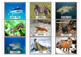 Science Food Chain Sorting Cards | Teaching Resources