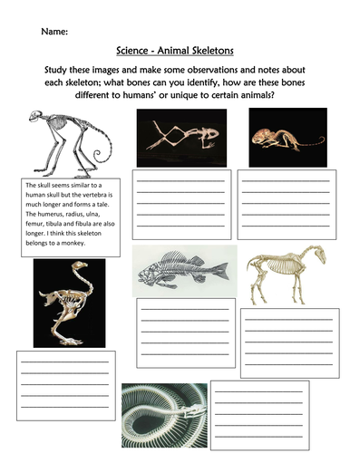 Identify Animal skeletons | Teaching Resources