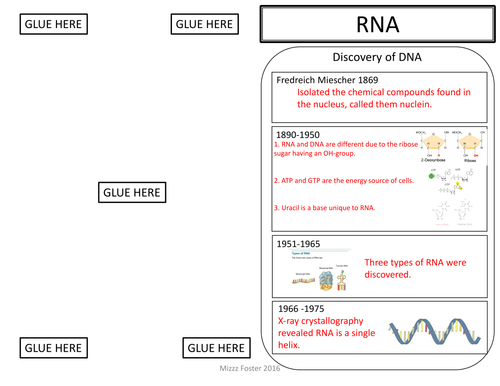 DNA and RNA Bundle: 2 Power points and 2 Graphic Organizer Foldables ...