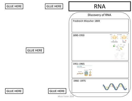 RNA Bundle: Power Point and Graphic Organizer for Interactive Notebook ...
