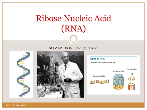 RNA Bundle: Power Point and Graphic Organizer for Interactive Notebook ...