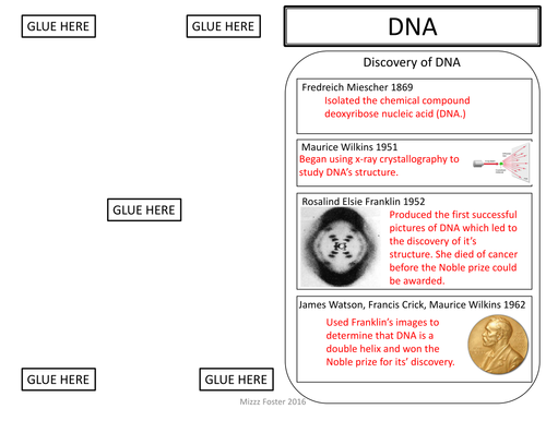 RNA Graphic Organizer Foldable for Interactive Notebook | Teaching ...