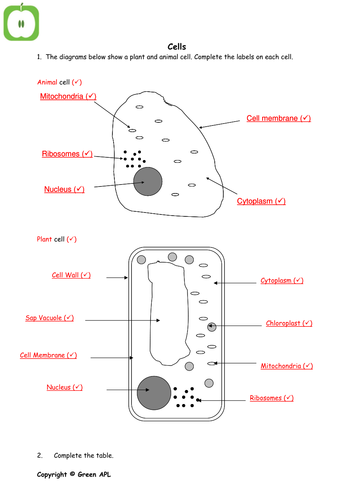 GCSE Biology Answer sheets | Teaching Resources