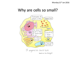 Does surface area affect the rate of diffusion in a potato cube? by ...