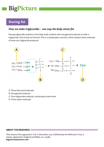 Annotated molecular diagram - the condensation reaction of triglyceride ...