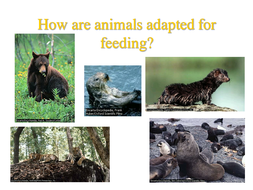 7C Environment and Feeding Relationships Scheme of Work | Teaching ...