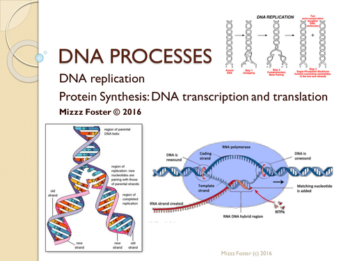 DNA Processes Bundle: DNA Replication and Protein Synthesis: Power ...