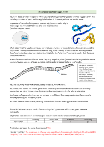 Autosomal gene linkage activity for A-level biology | Teaching Resources