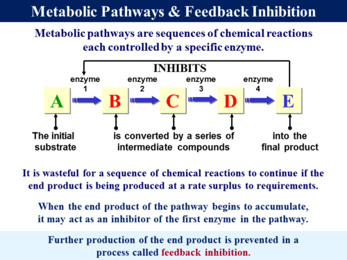 BioA_3.1.4.2 The Nature of Enzymes | Teaching Resources